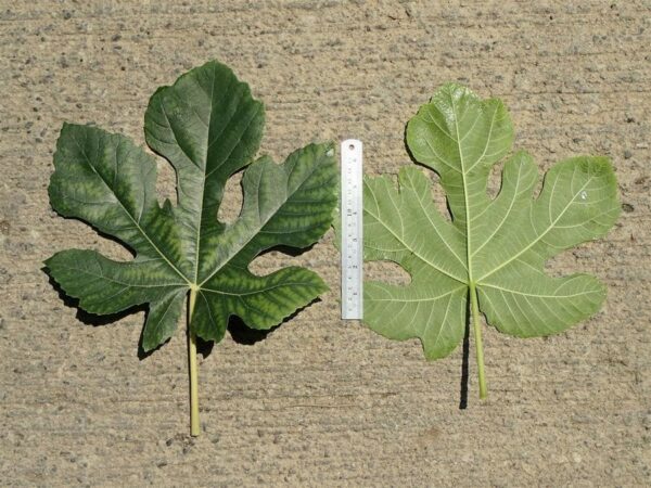 Ficus carica Profile – California Invasive Plant Council