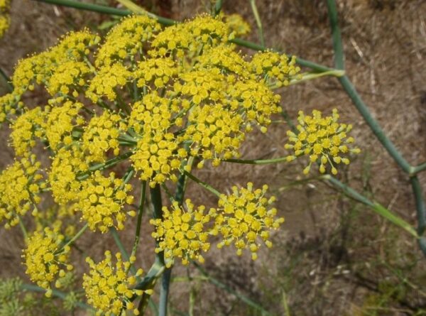 Foeniculum vulgare Profile – California Invasive Plant Council