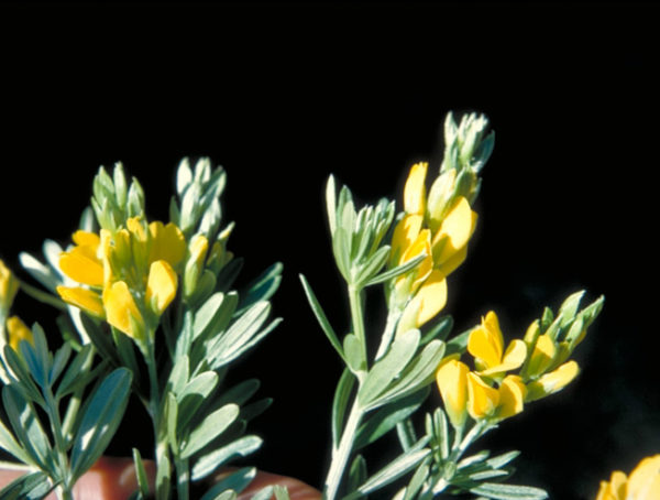 Genista linifolia Profile – California Invasive Plant Council