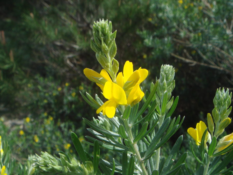 Genista_linifolia Invasive Plant – California Invasive Plant Council