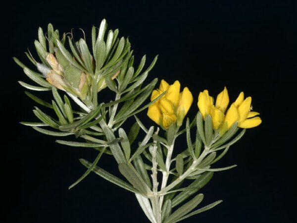 Genista linifolia Profile – California Invasive Plant Council