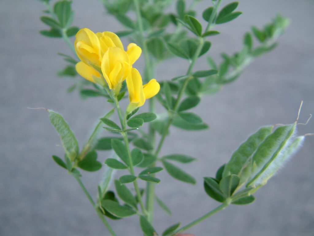 Genista monspessulana Profile – California Invasive Plant Council