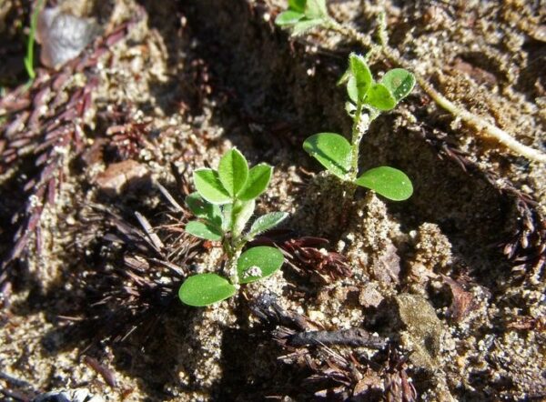 Genista monspessulana Profile – California Invasive Plant Council