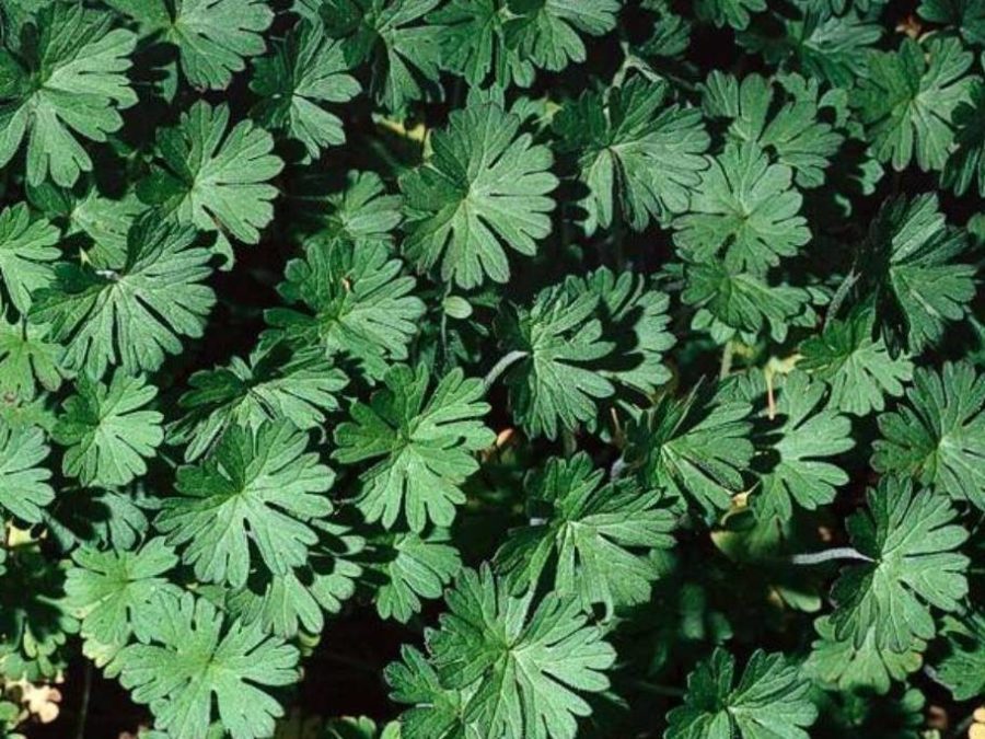 Geranium dissectum Profile – California Invasive Plant Council