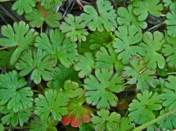 Geranium dissectum Profile – California Invasive Plant Council