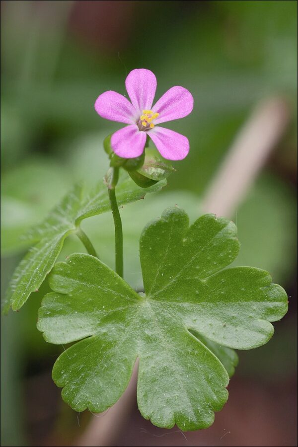 Geranium lucidum Profile – California Invasive Plant Council