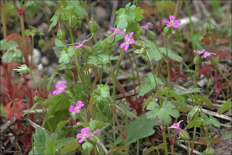 Geranium lucidum Profile – California Invasive Plant Council