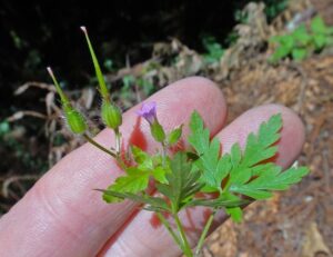 Geranium purpureum Profile – California Invasive Plant Council