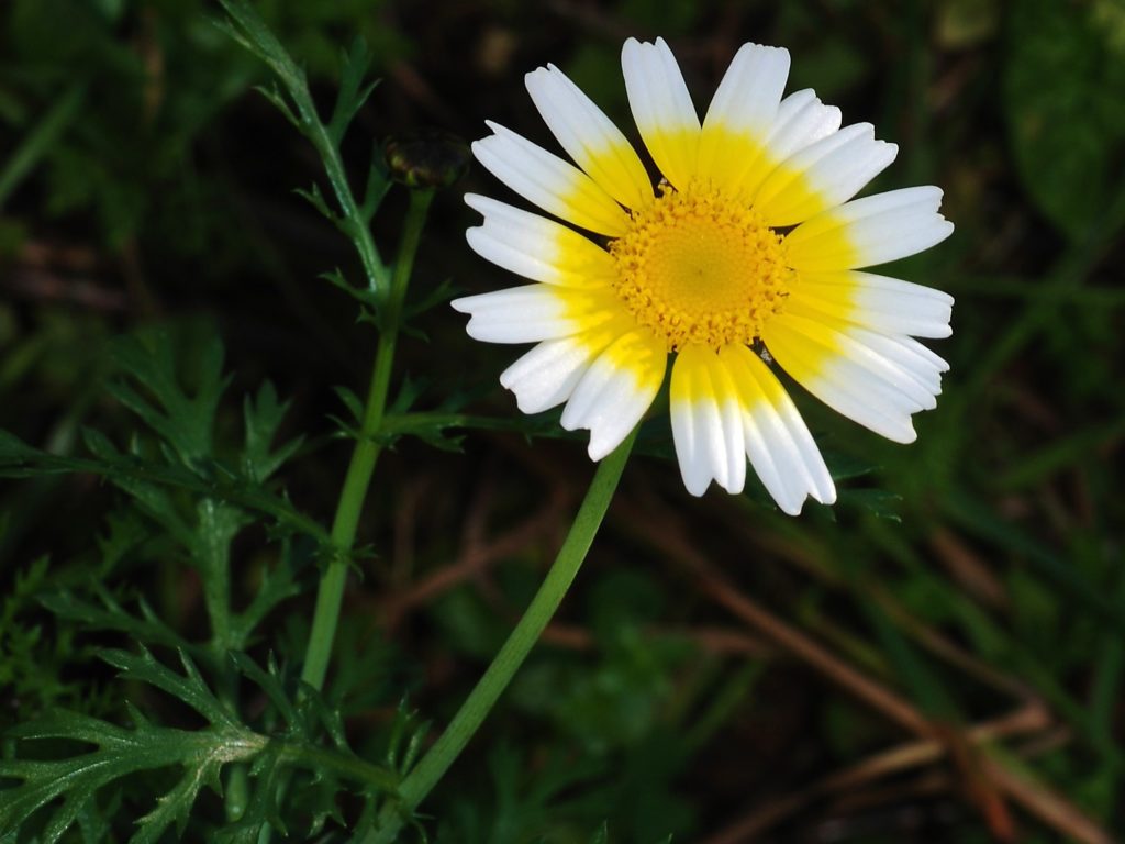 Glebionis coronaria crown daisy by Alves Gaspar – California Invasive ...