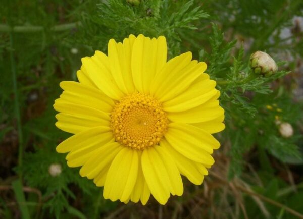 Glebionis coronaria Profile – California Invasive Plant Council