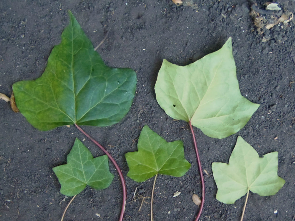 Hedera canariensis Profile – California Invasive Plant Council