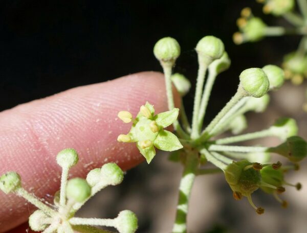 Hedera canariensis Profile – California Invasive Plant Council