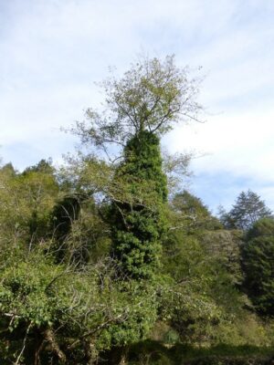 Hedera helix Profile – California Invasive Plant Council