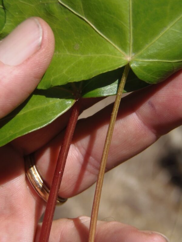 Hedera helix Profile – California Invasive Plant Council