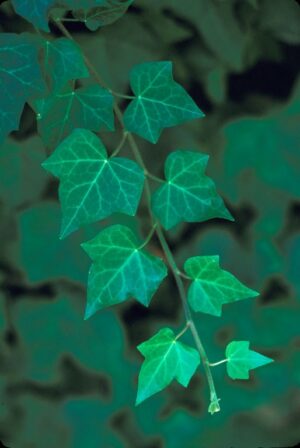 Hedera helix Profile – California Invasive Plant Council
