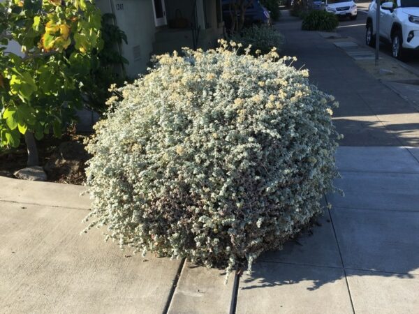 Helichrysum petiolare Profile – California Invasive Plant Council