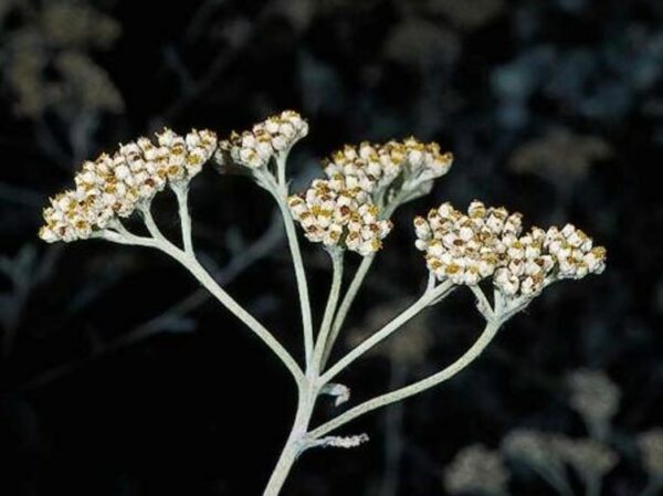 Helichrysum petiolare Profile – California Invasive Plant Council
