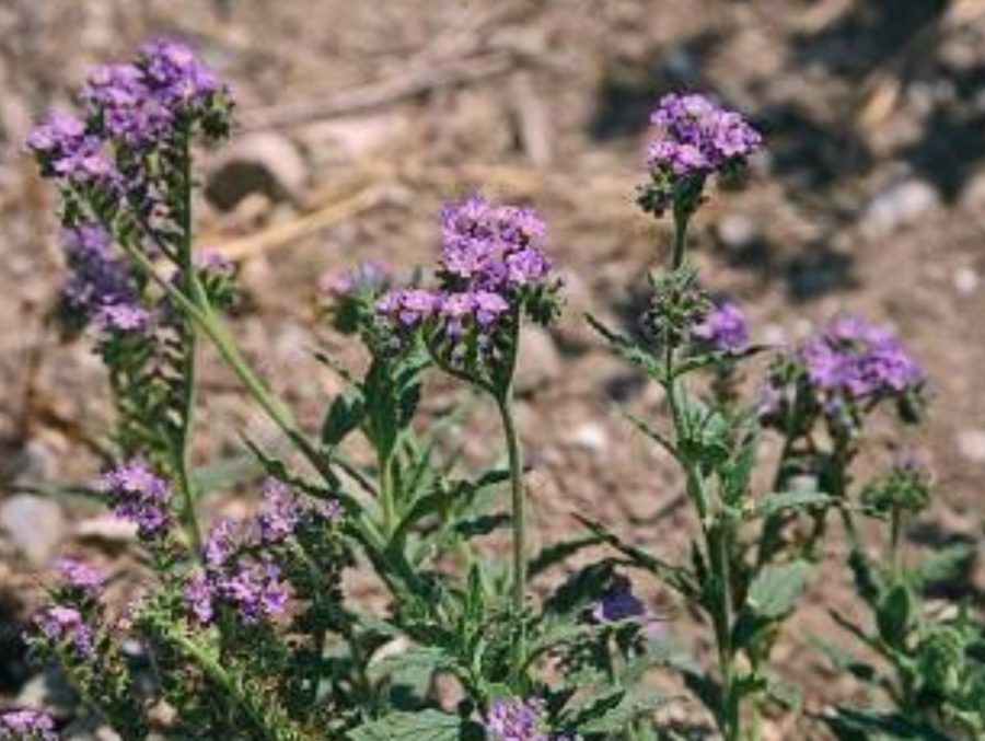 Heliotropium amplexicaule Profile – California Invasive Plant Council