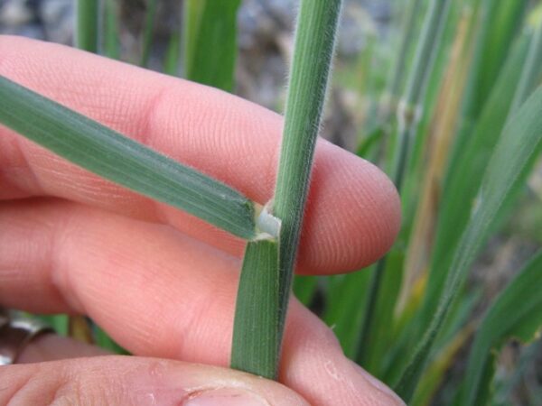 Holcus lanatus Profile – California Invasive Plant Council