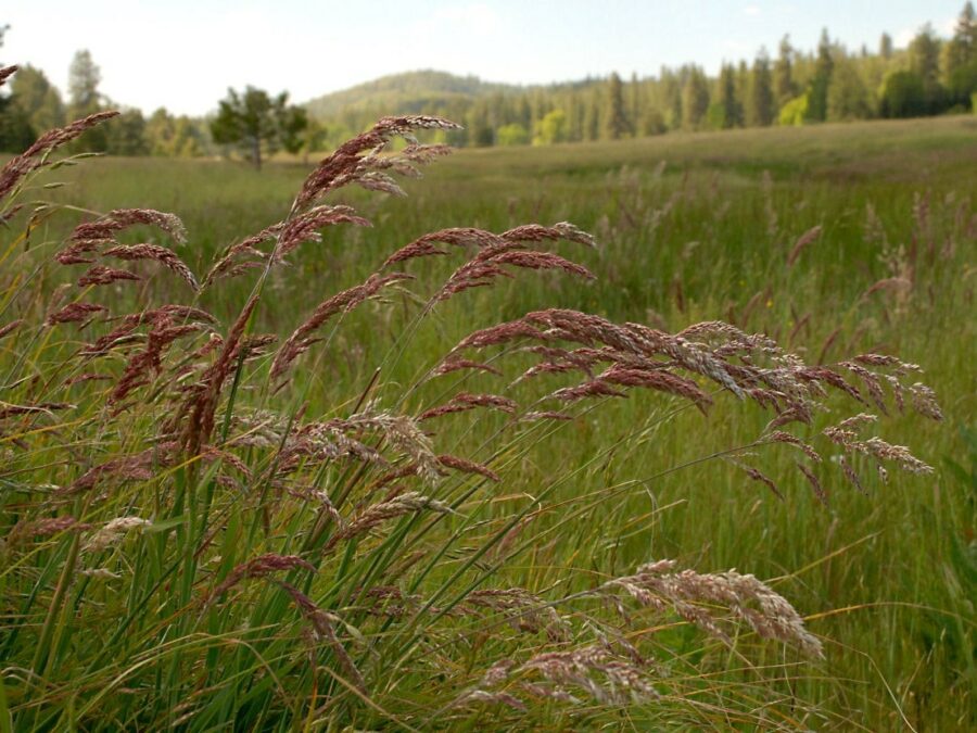 Holcus lanatus Profile – California Invasive Plant Council