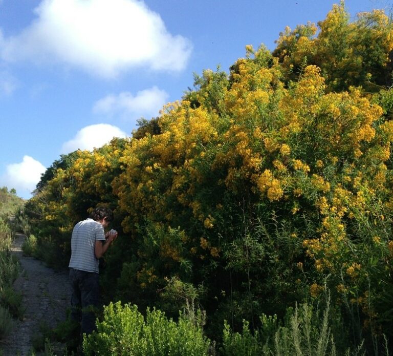 Hypericum canariense Profile – California Invasive Plant Council