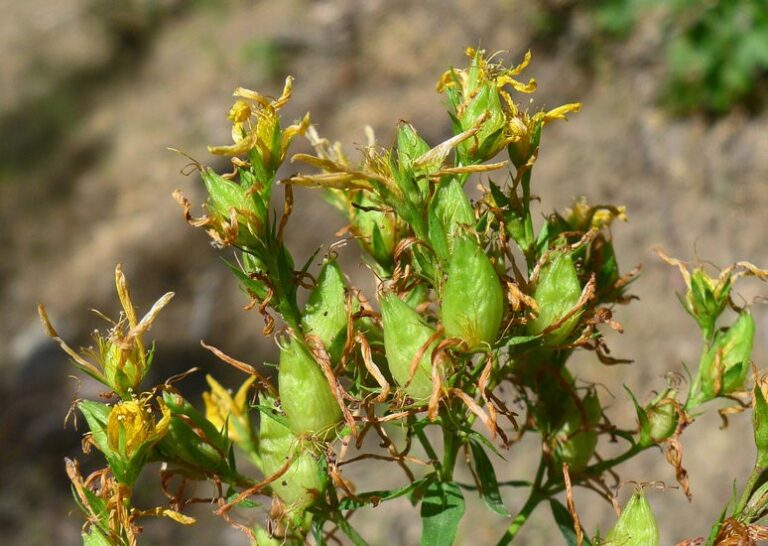 Hypericum perforatum Profile – California Invasive Plant Council