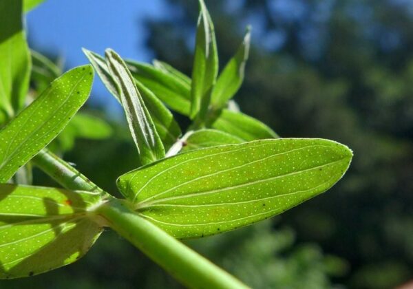 Hypericum perforatum Profile – California Invasive Plant Council