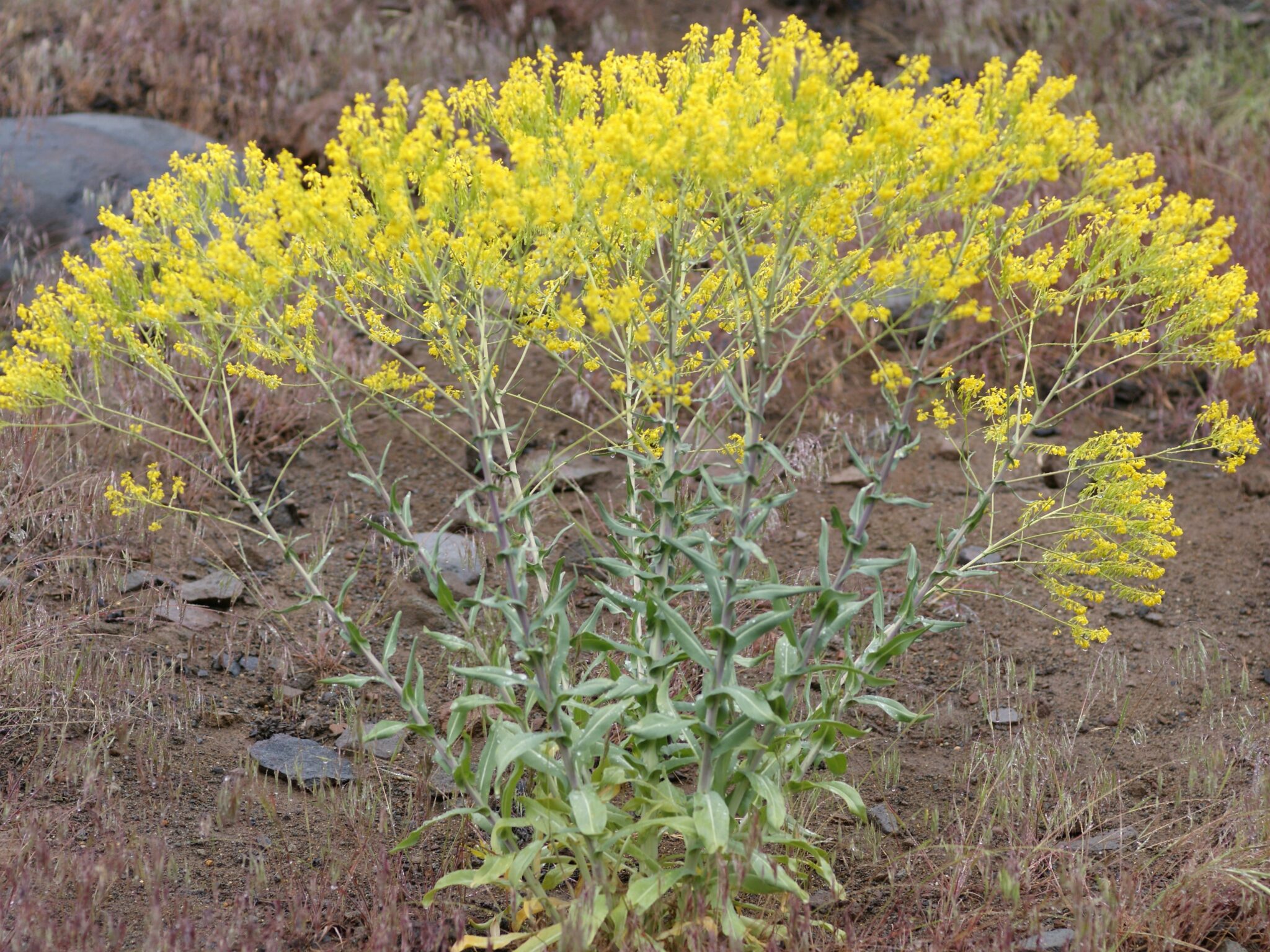 Isatis tinctoria Profile – California Invasive Plant Council