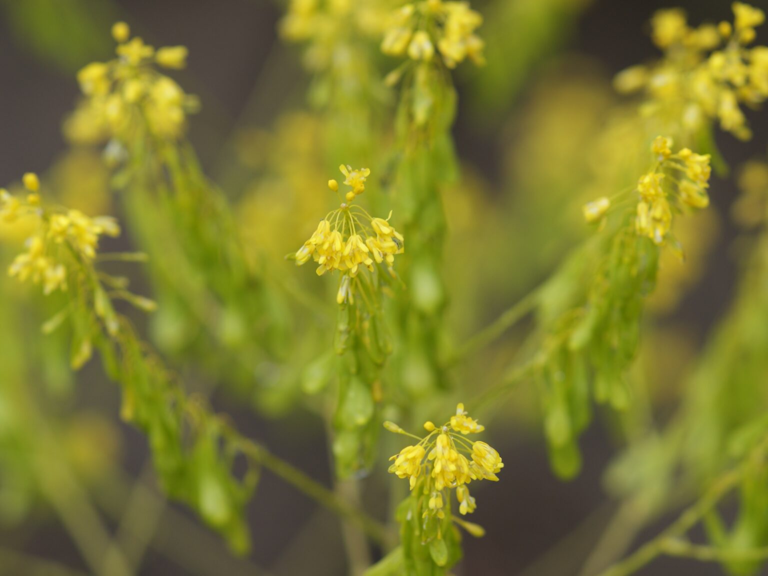 Isatis tinctoria Profile – California Invasive Plant Council