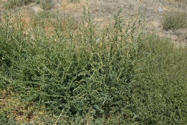 Kochia scoparia Profile – California Invasive Plant Council