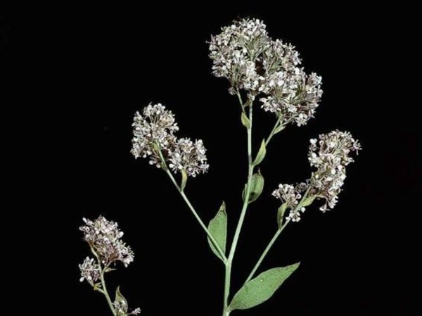 Lepidium latifolium Profile – California Invasive Plant Council