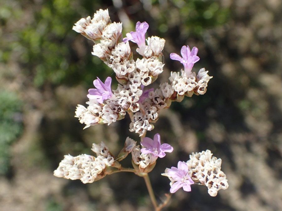 Limonium ramosissimum Profile – California Invasive Plant Council