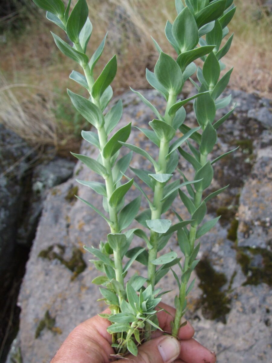 Linaria dalmatica ssp. dalmatica Profile – California Invasive Plant ...