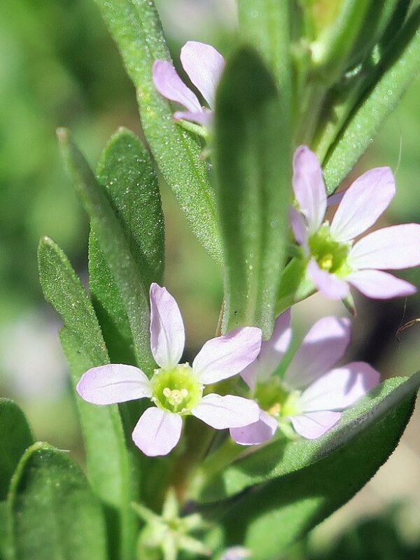 Lythrum hyssopifolia Profile – California Invasive Plant Council