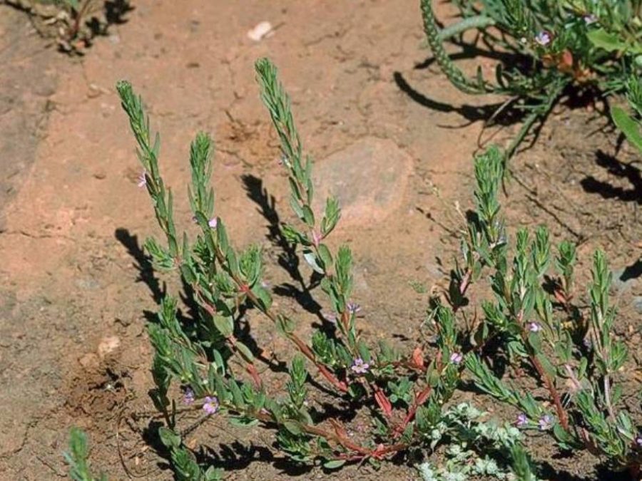 Lythrum hyssopifolia Profile – California Invasive Plant Council