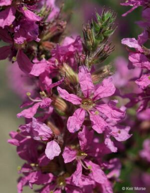 Lythrum salicaria Profile – California Invasive Plant Council