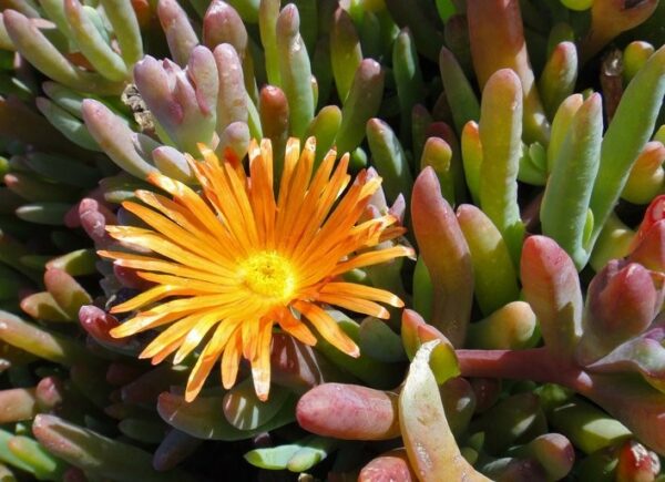 Malephora crocea Profile – California Invasive Plant Council