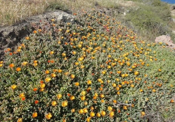 Malephora crocea Profile – California Invasive Plant Council