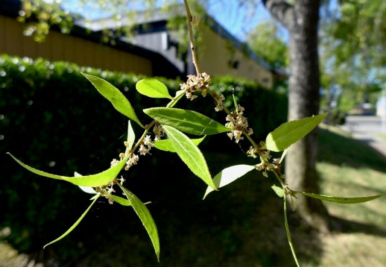 Maytenus boaria Profile – California Invasive Plant Council