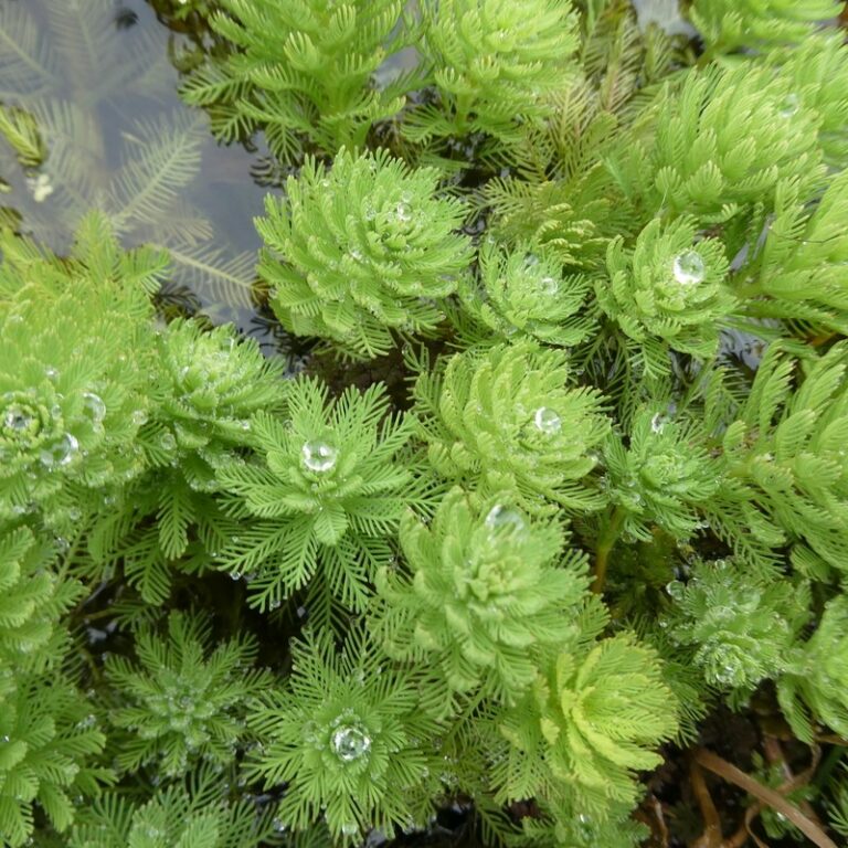Myriophyllum aquaticum Profile – California Invasive Plant Council