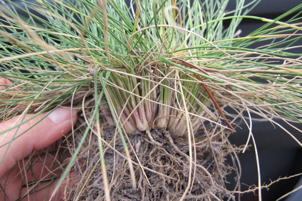Nardus stricta Profile – California Invasive Plant Council