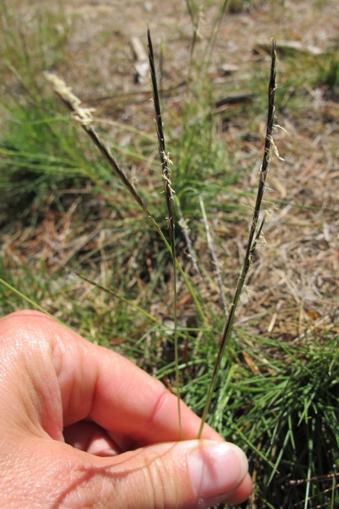 Nardus stricta Profile – California Invasive Plant Council