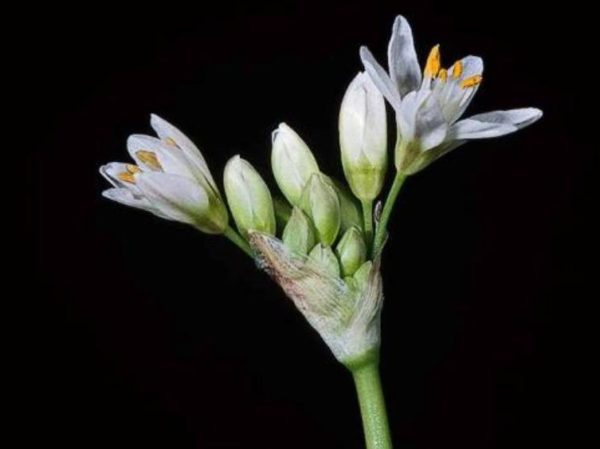 Nothoscordum gracile Profile – California Invasive Plant Council