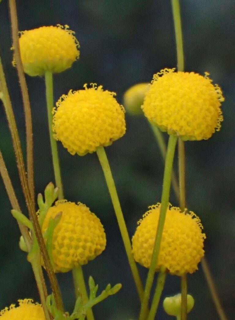 Oncosiphon pilulifer Profile – California Invasive Plant Council
