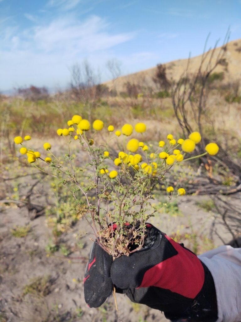 Oncosiphon pilulifer Profile – California Invasive Plant Council