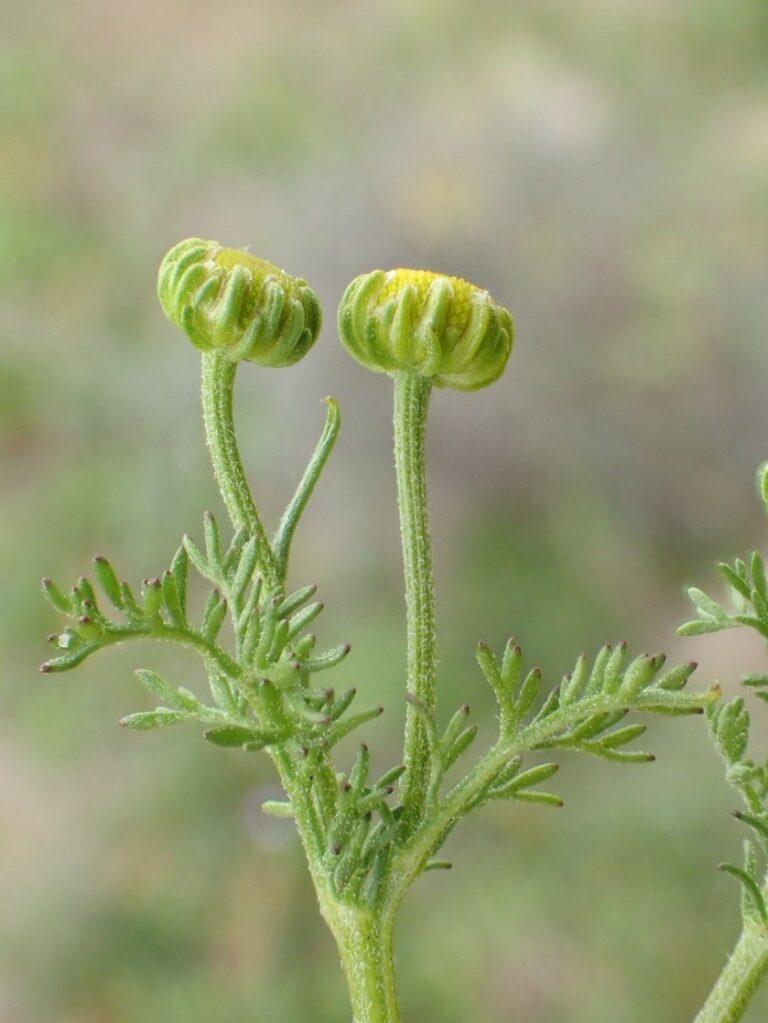 Oncosiphon pilulifer Profile – California Invasive Plant Council