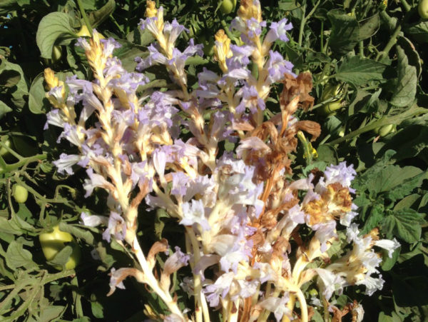 Orobanche aegyptiaca Profile – California Invasive Plant Council