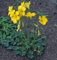 Oxalis_pes-caprae_JDiTomaso.jpg – California Invasive Plant Council