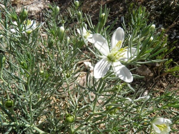 Peganum harmala Profile – California Invasive Plant Council