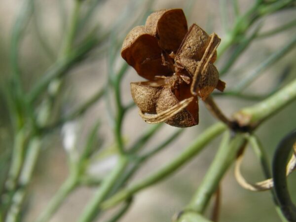 Peganum harmala Profile – California Invasive Plant Council